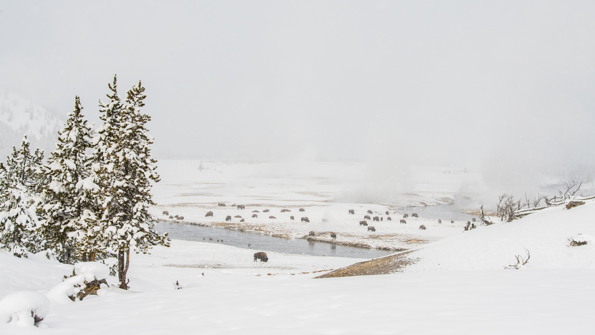Ann Coppens | Fotografie Stekene | Portfolio Natuur, Wildlife & Landschap