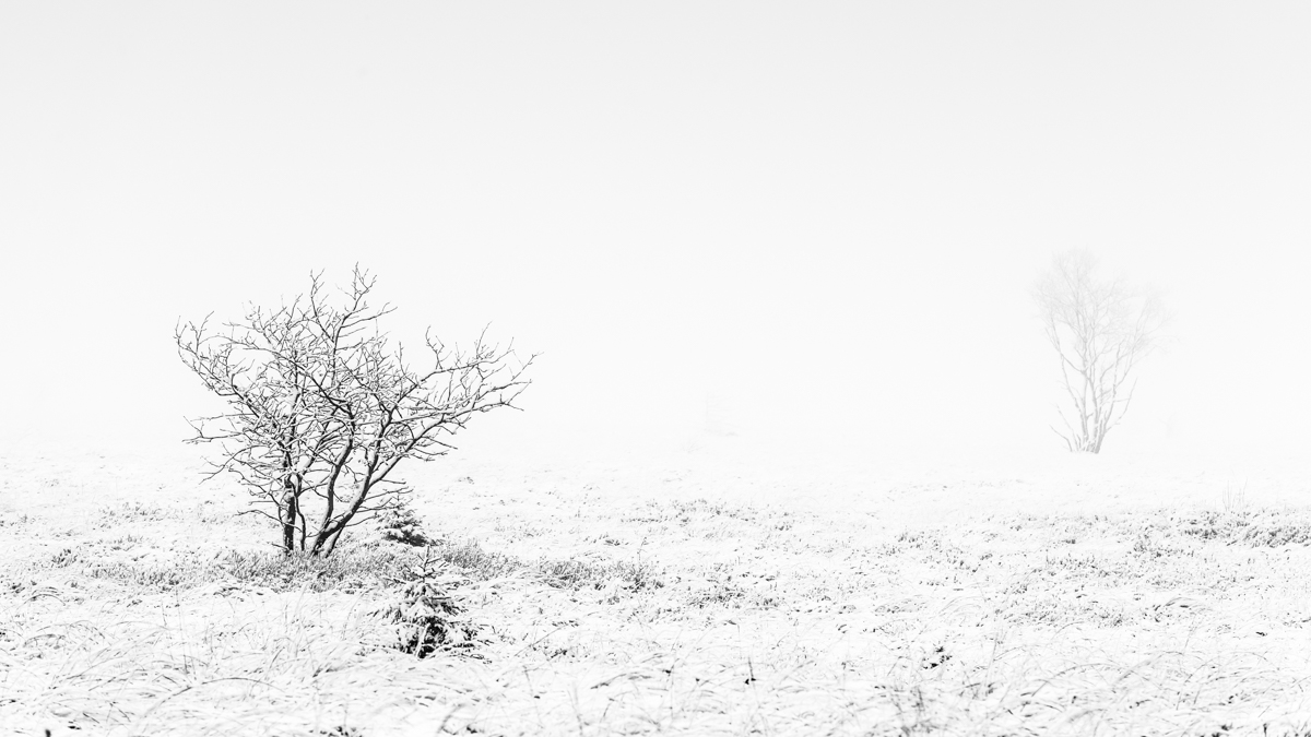 Ann Coppens | Fotografie Stekene | Portfolio Natuur, Wildlife & Landschap