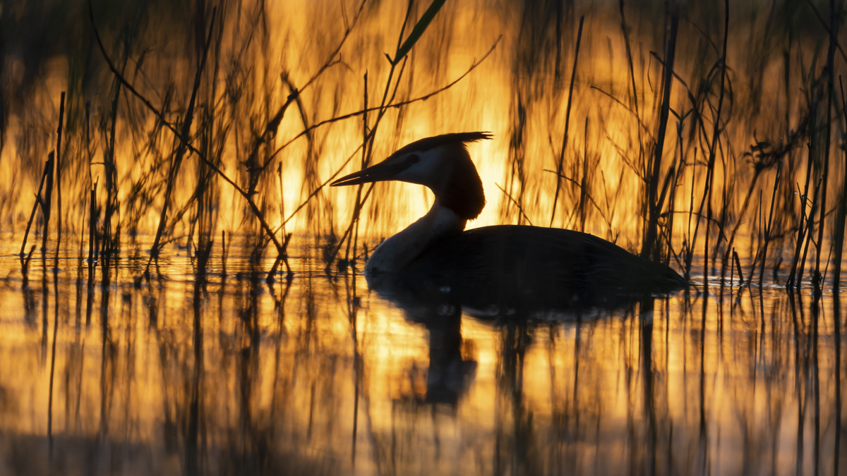 Ann Coppens | Fotografie Stekene | Portfolio Natuur, Wildlife & Landschap