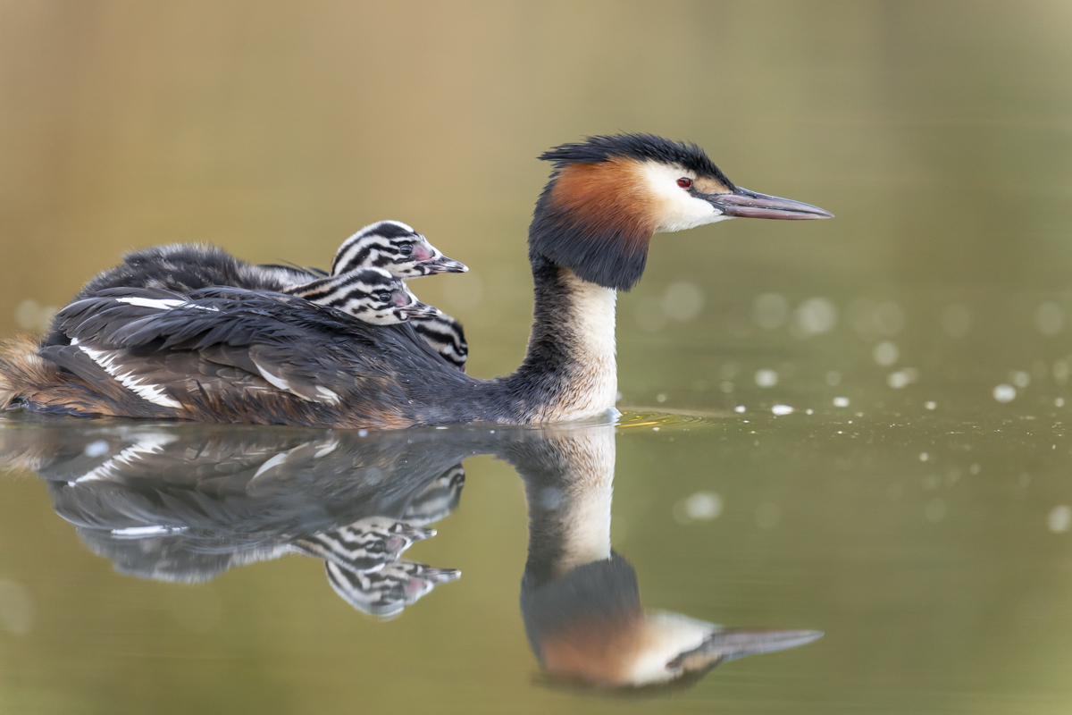 Ann Coppens | Fotografie Stekene | Portfolio Natuur, Wildlife & Landschap