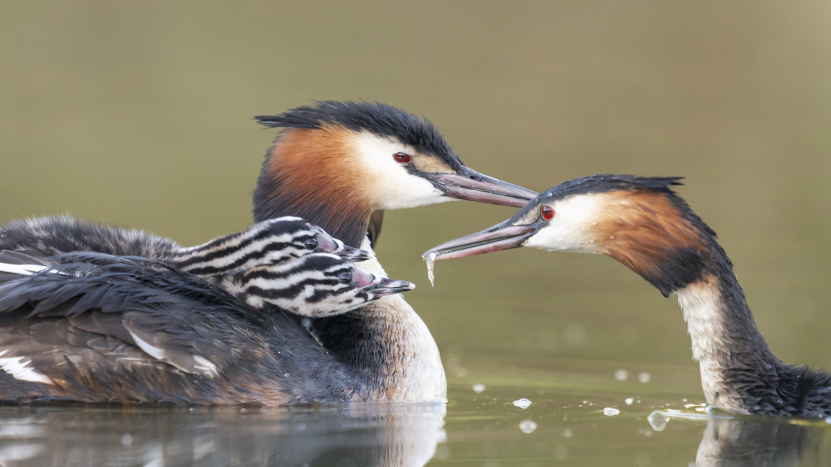 Ann Coppens | Fotografie Stekene | Portfolio Natuur, Wildlife & Landschap