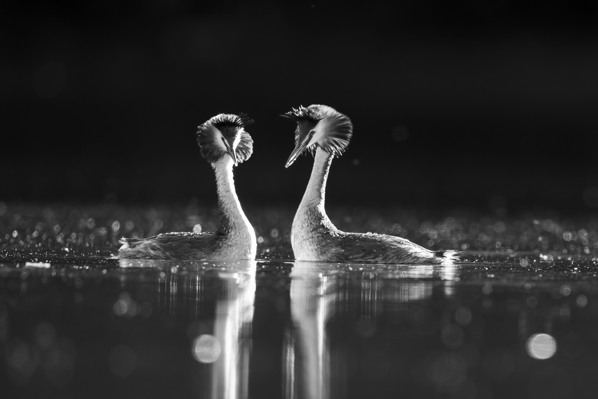 Ann Coppens | Fotografie Stekene | Portfolio Natuur, Wildlife & Landschap