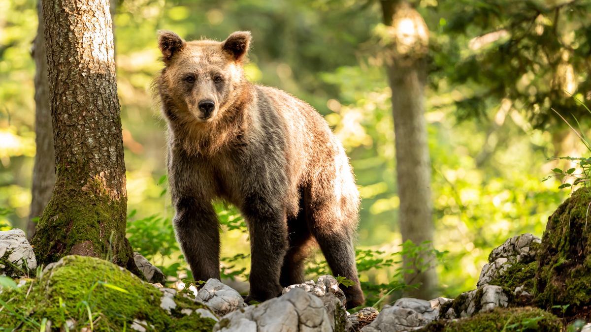 Ann Coppens | Fotografie Stekene | Portfolio Natuur, Wildlife & Landschap
