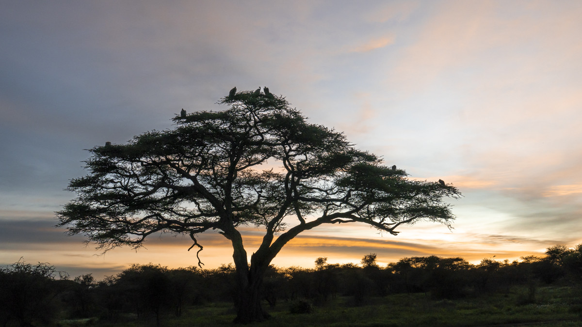 Ann Coppens | Fotografie Stekene | Portfolio Natuur, Wildlife & Landschap