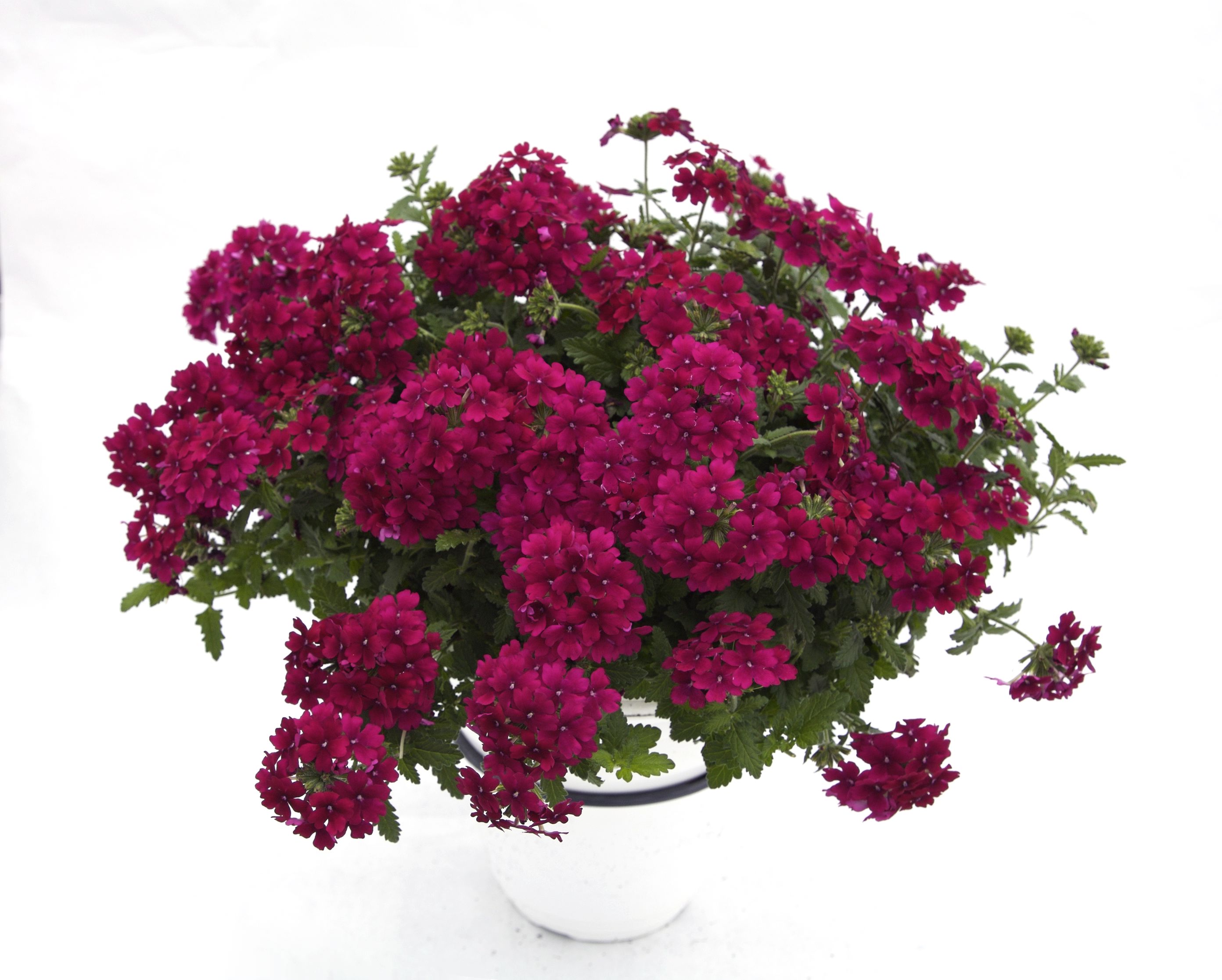 Decock Plants