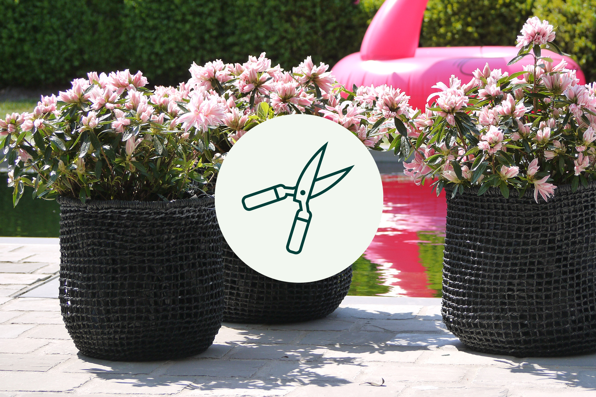 My Goodness - Azalea Japonica Pink Spider®