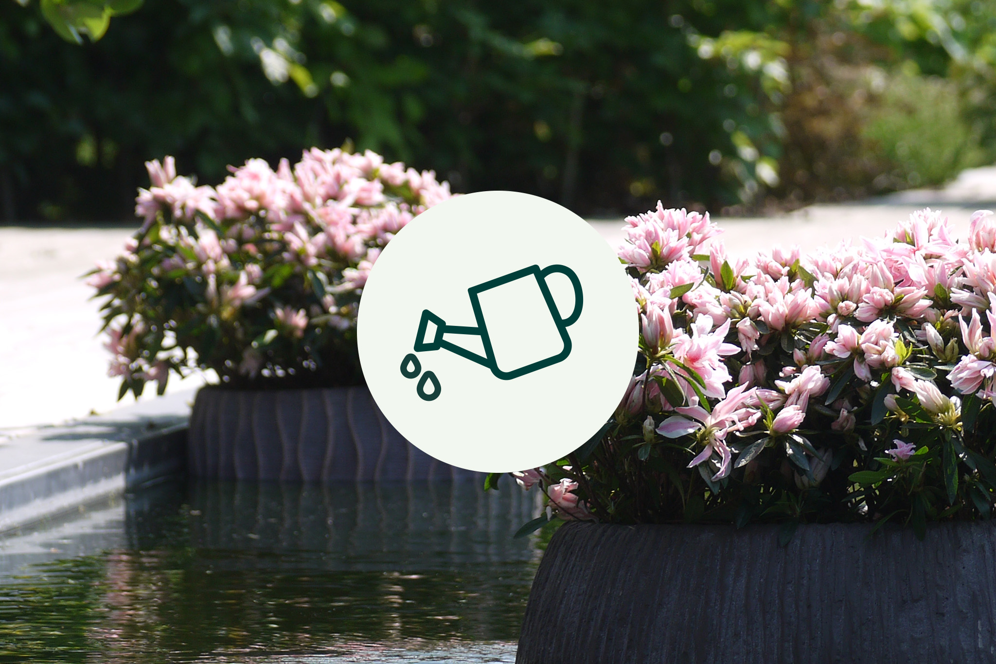 My Goodness - Azalea Japonica Pink Spider®