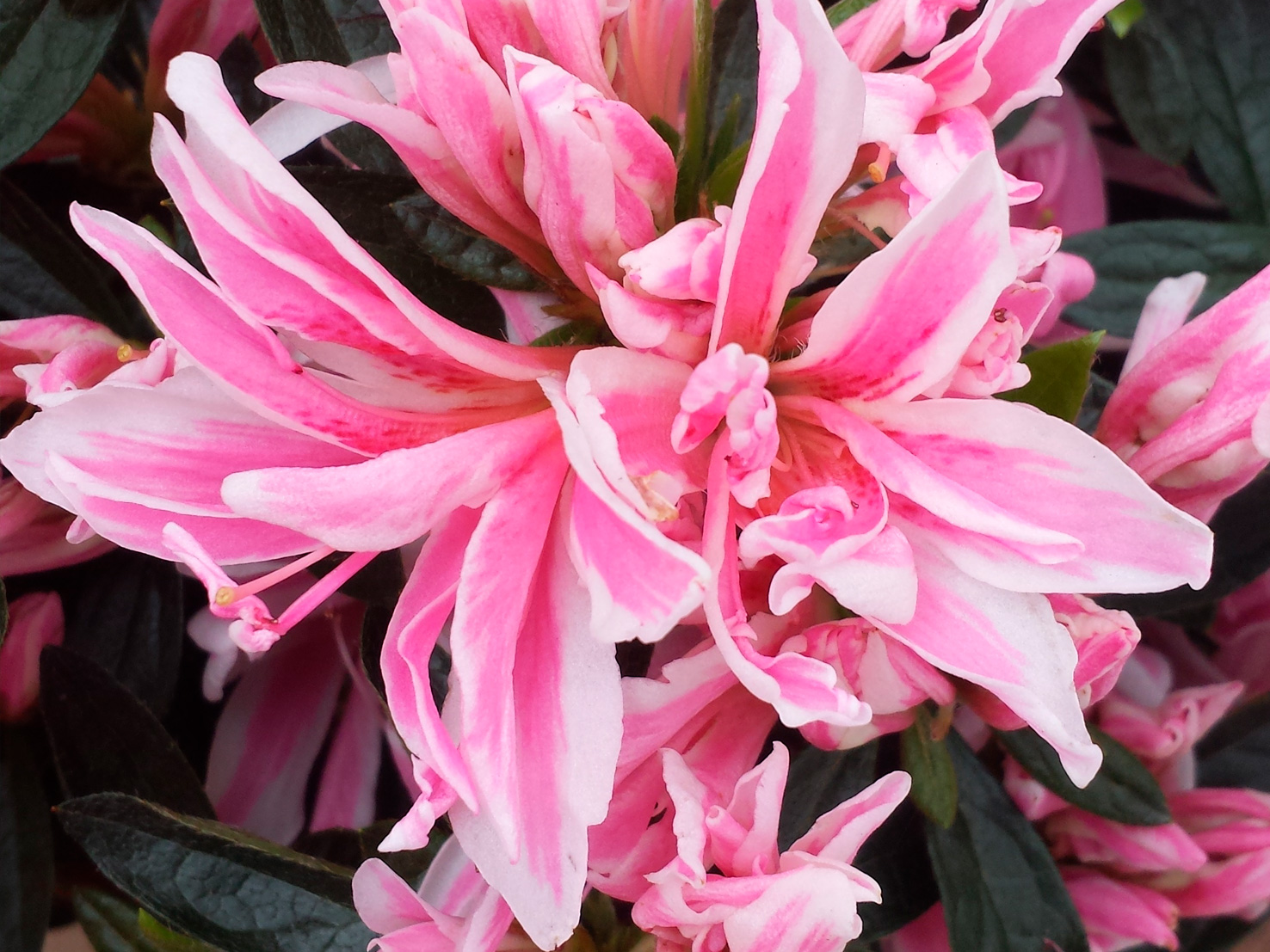 My Goodness - Azalea Japonica Pink Spider®
