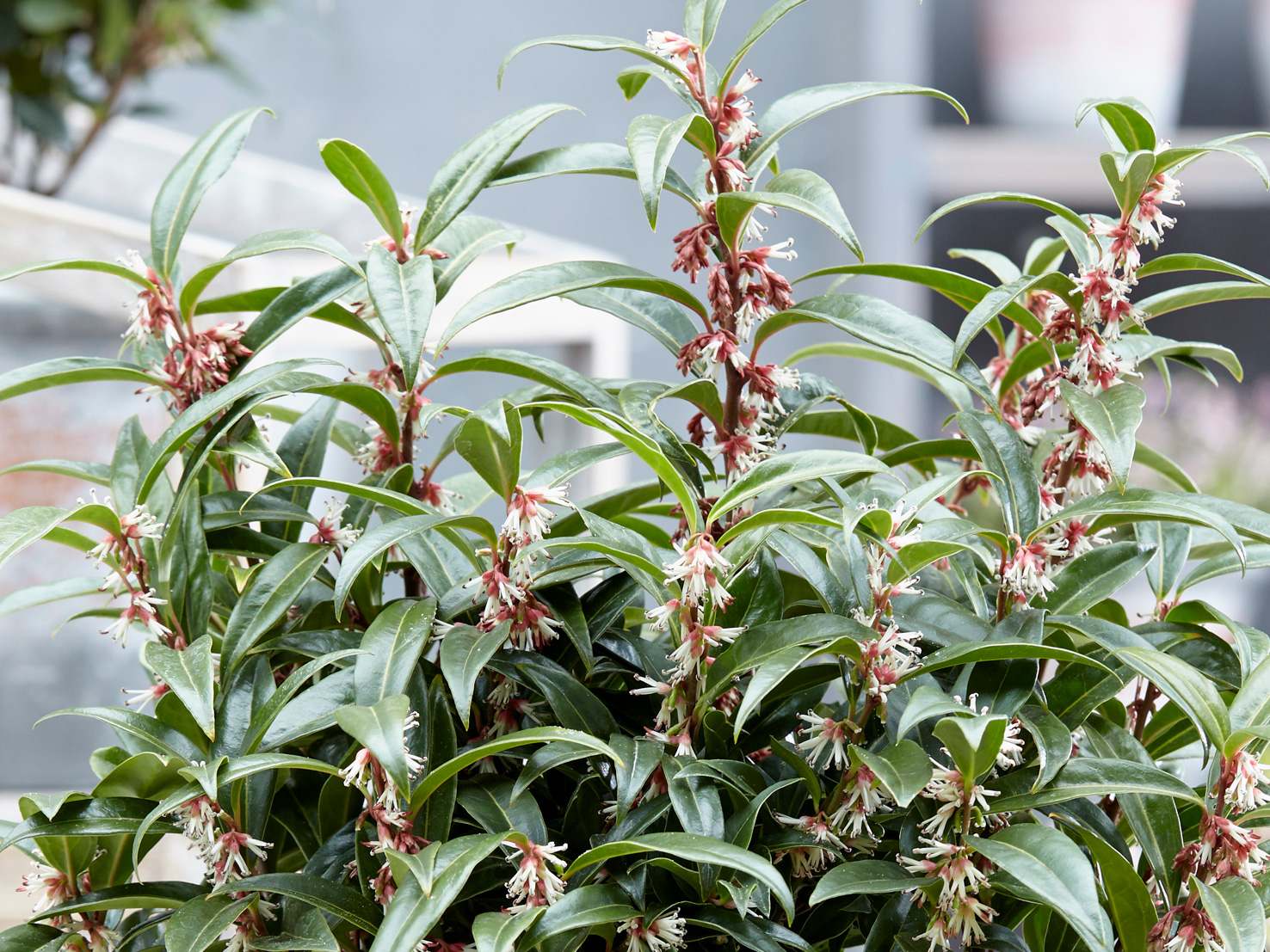My Goodness - Sarcococca