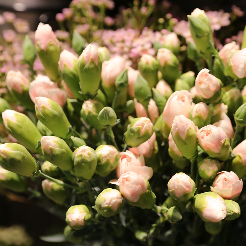 Snijbloemen voor elke dag | Vanallemeersch-Deraedt