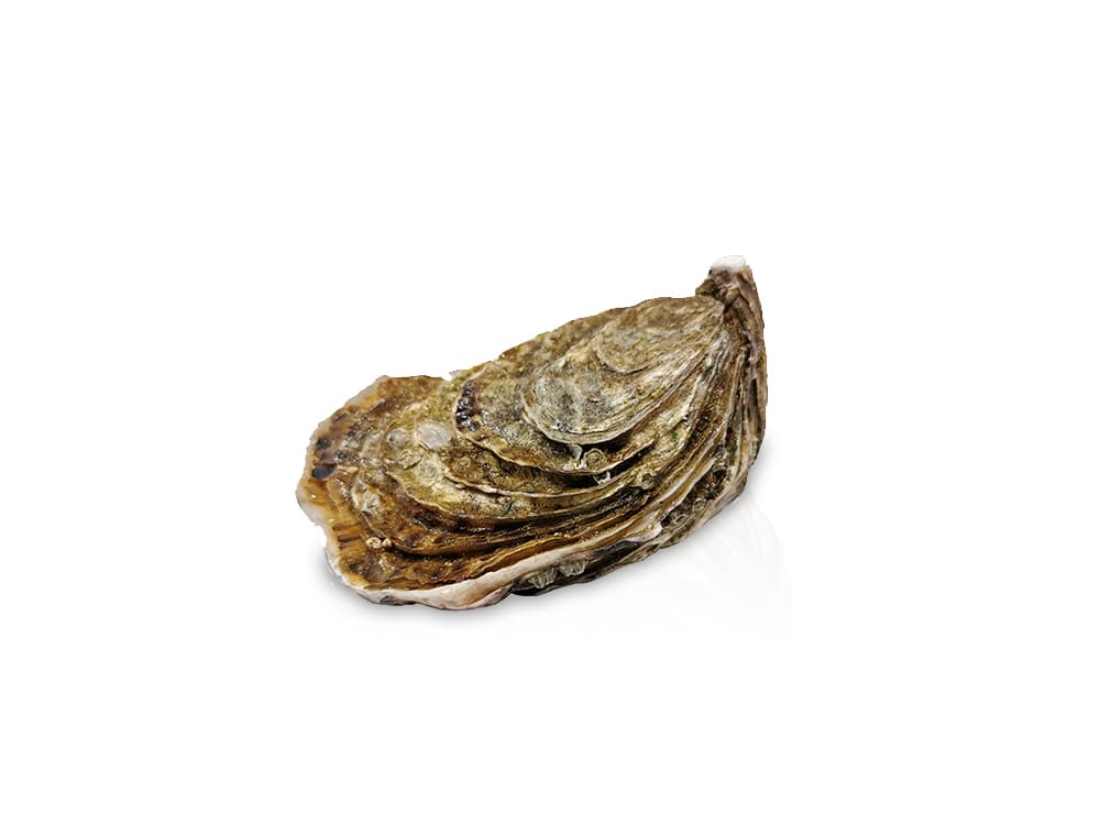 Oester 'Fine de Claire' - n°3 - De Vistrap