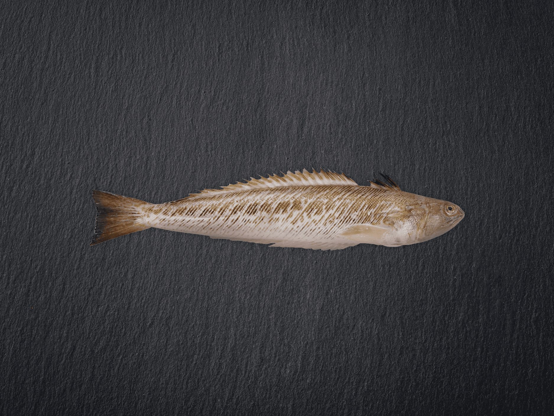 Pieterman bruto - De Vistrap