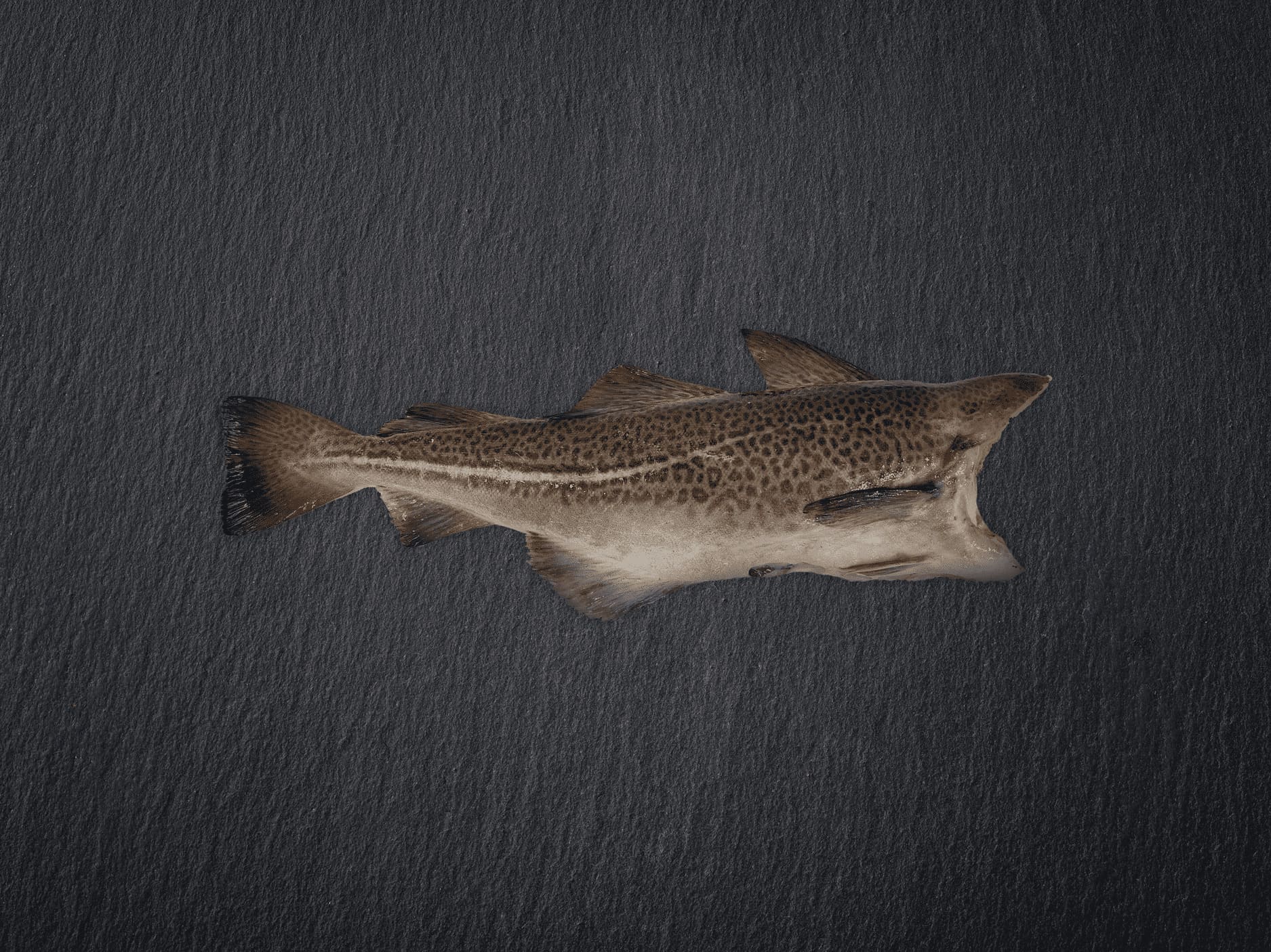 Skrei voorgefileerd filet - De Vistrap