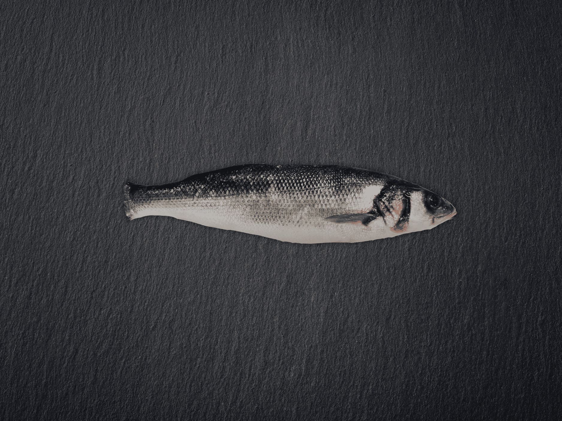 Zeebaars wild bruto 1/2kg - De Vistrap