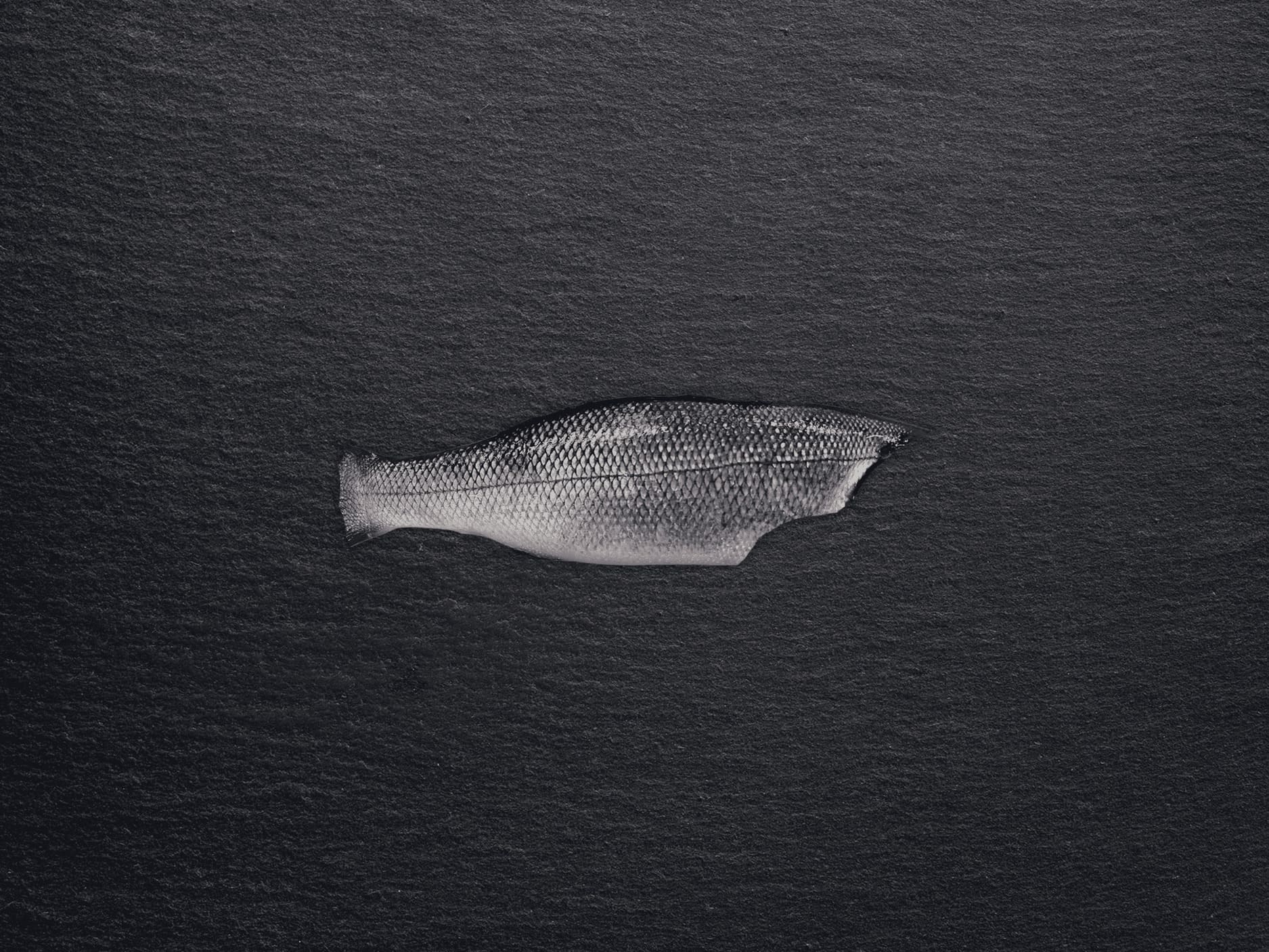 Zeebaars voorgefileerd filet 100gr+ - De Vistrap