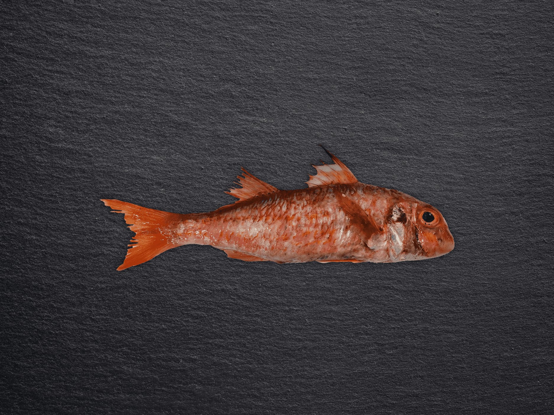 Zeebarbeel voorgefileerd filet - De Vistrap