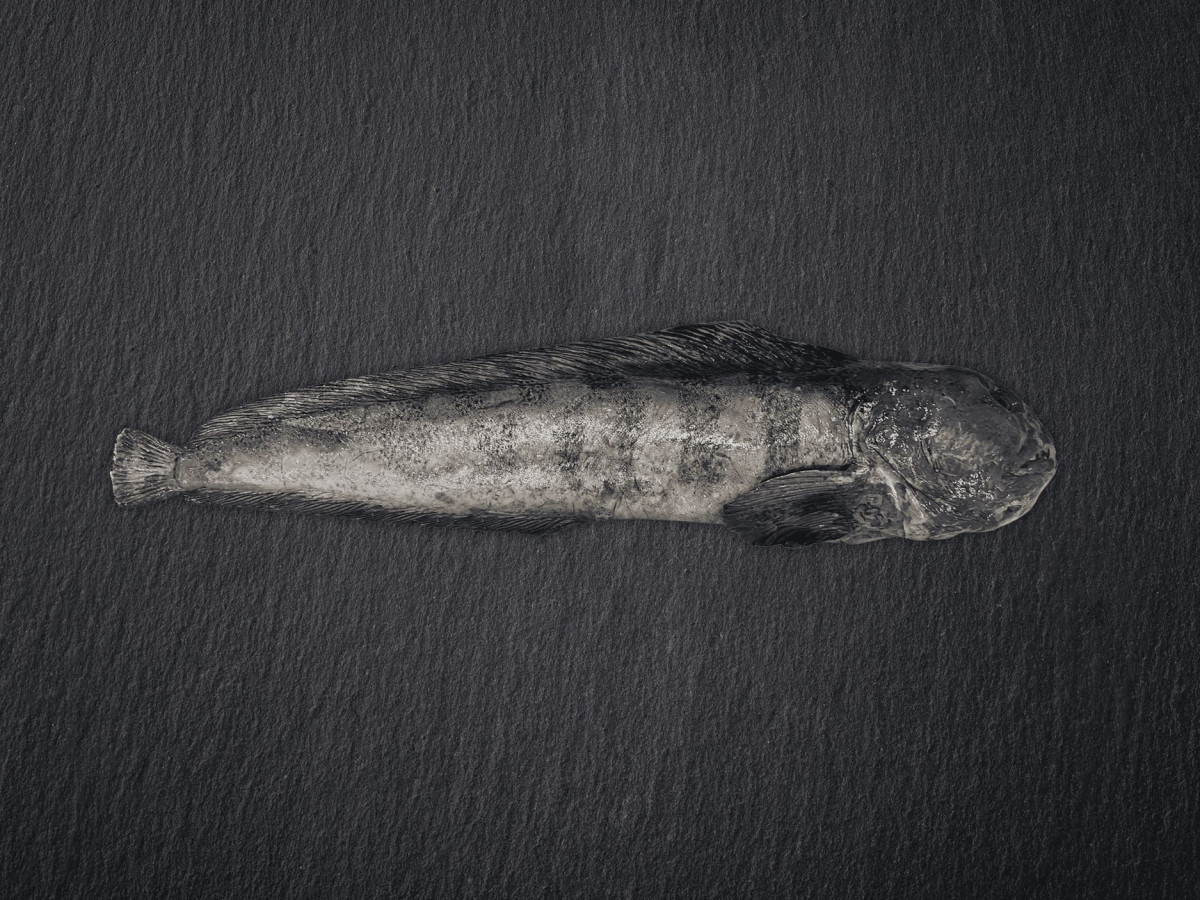 Zeewolf - De Vistrap